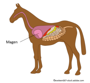 Pferd mit Magenproblemen | LEXA Pferdefutter