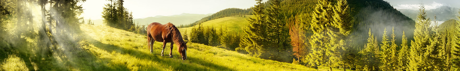 Kraftfutter Pferd » getreidefrei, zum Muskelaufbau & mehr | LEXA