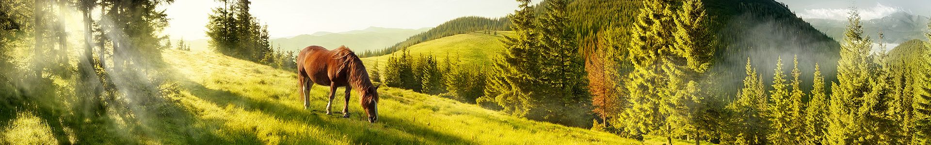 Kraftfutter Pferd » getreidefrei, zum Muskelaufbau & mehr | LEXA