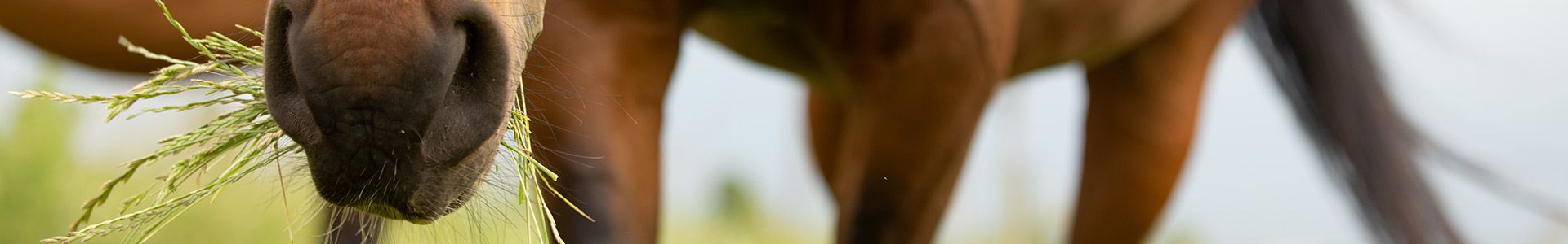 Raufutter » große Auswahl für Pferde online bestellen | LEXA